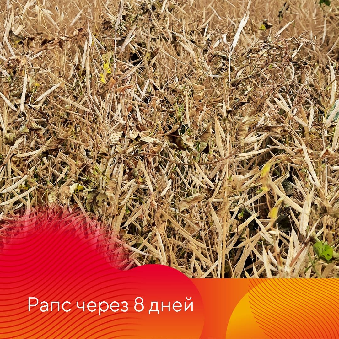 Новый десикант и гербицид Сахара®