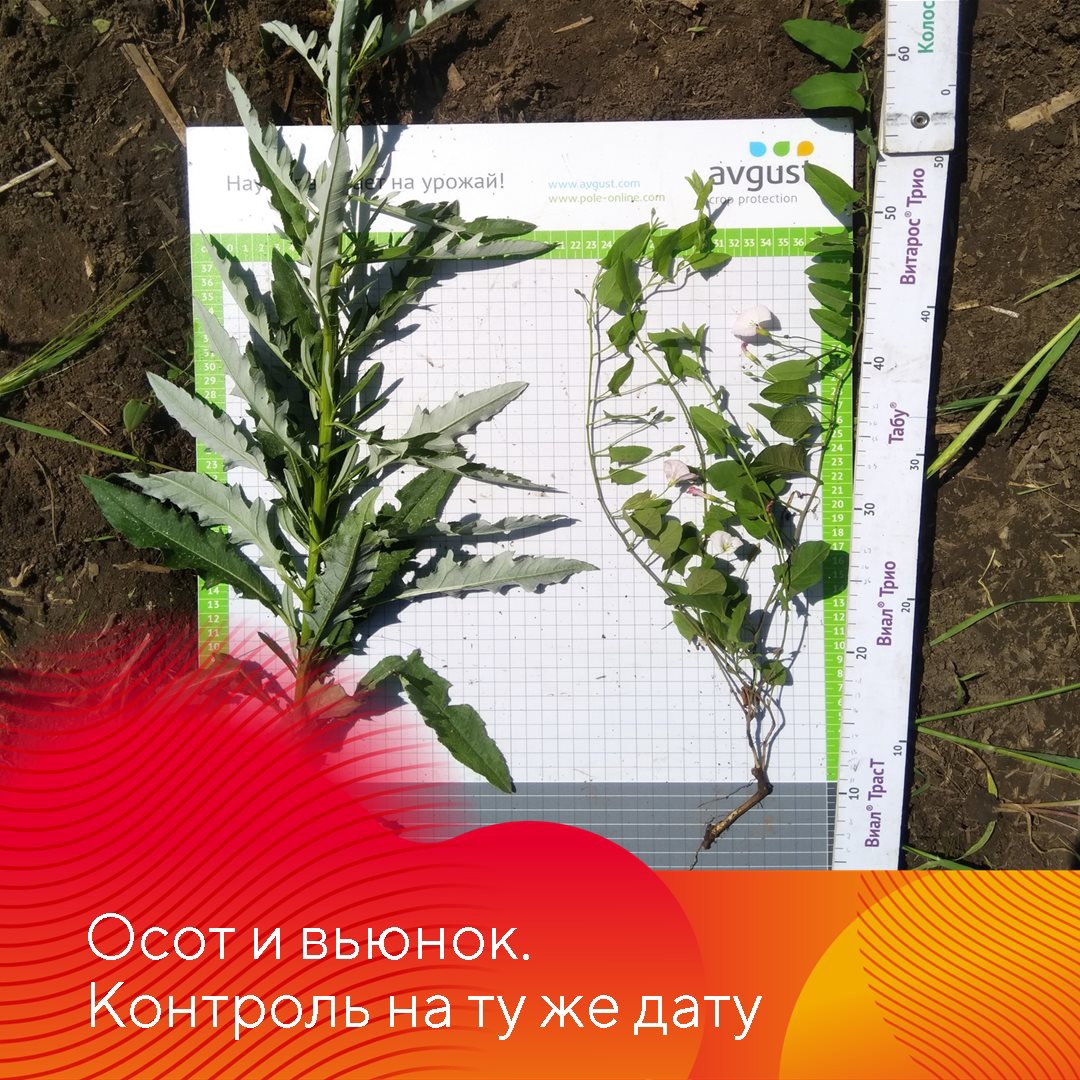 НордСтрим