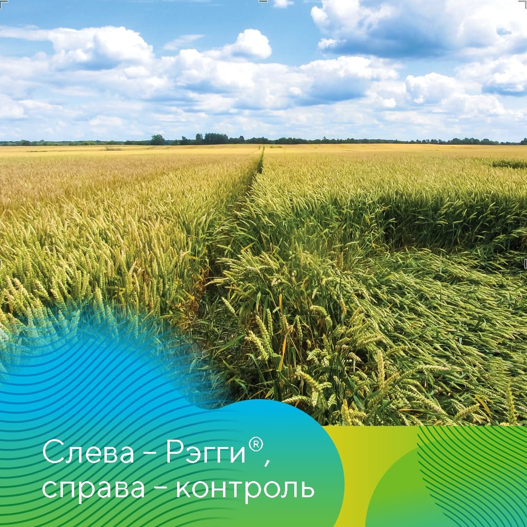 Регулятор роста на зерновые культуры Рэгги®