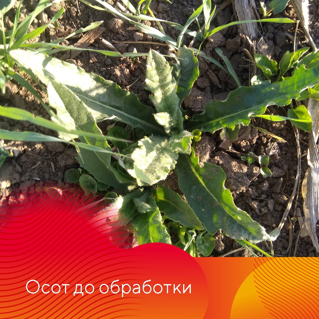 НордСтрим